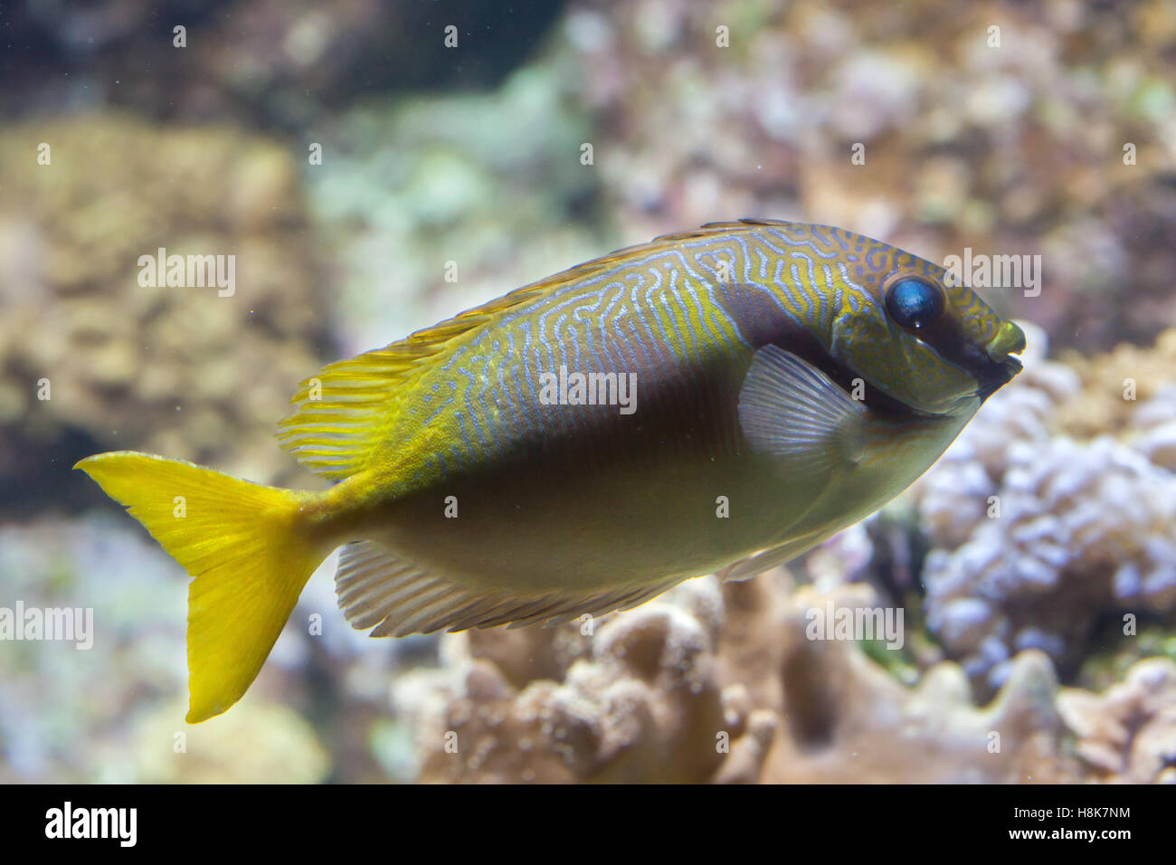 Scribbled rabbitfish (Siganus doliatus), also known as the barred ...