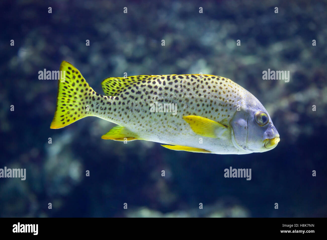 Spotted Sweetlips Fish