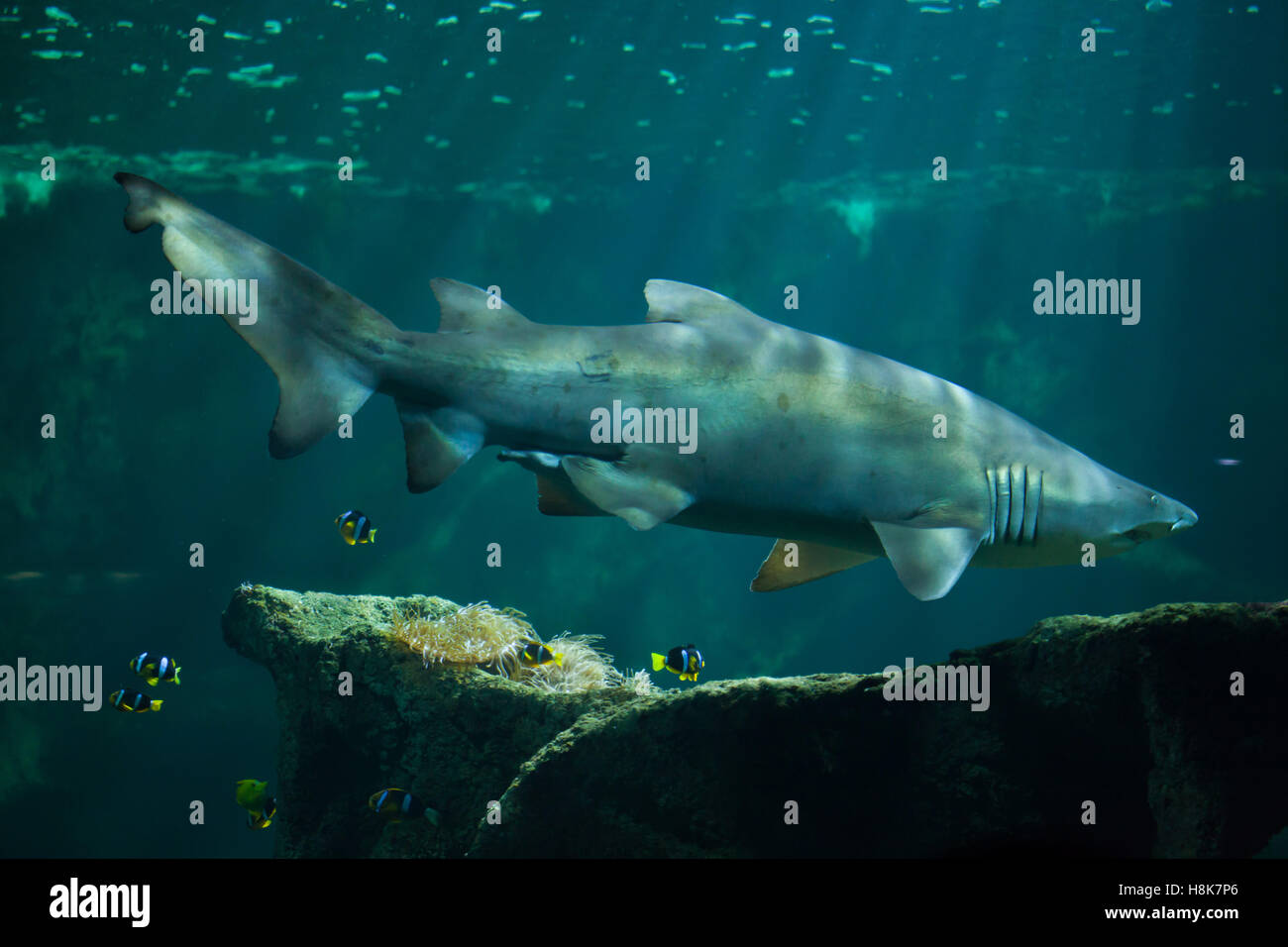 Sand tiger shark (Carcharias taurus), also known as the grey nurse ...