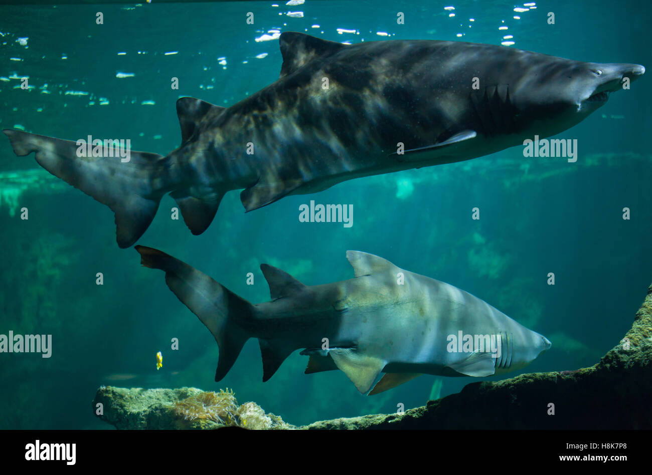 Sand tiger shark (Carcharias taurus), also known as the grey nurse ...