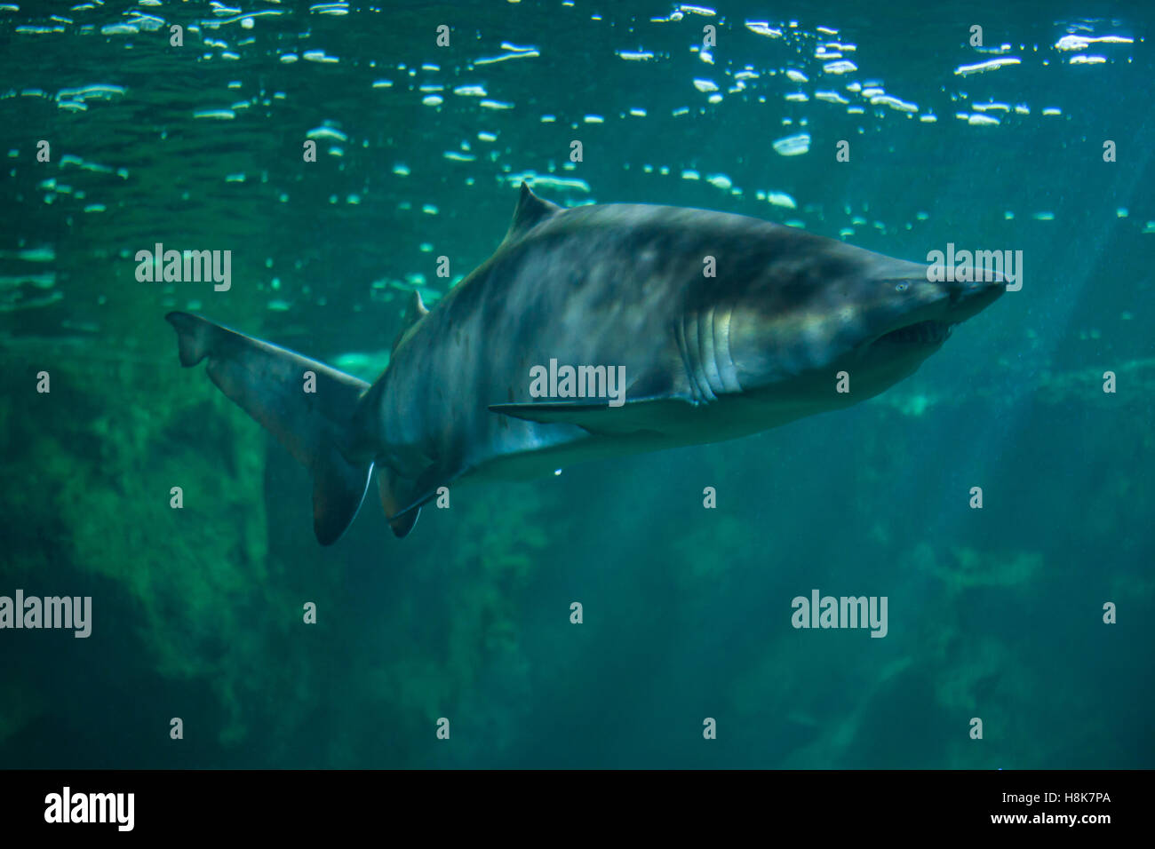 Sand tiger shark (Carcharias taurus), also known as the grey nurse ...