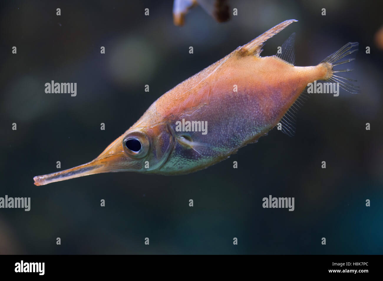 Longspine snipefish (Macroramphosus scolopax), also known as the ...