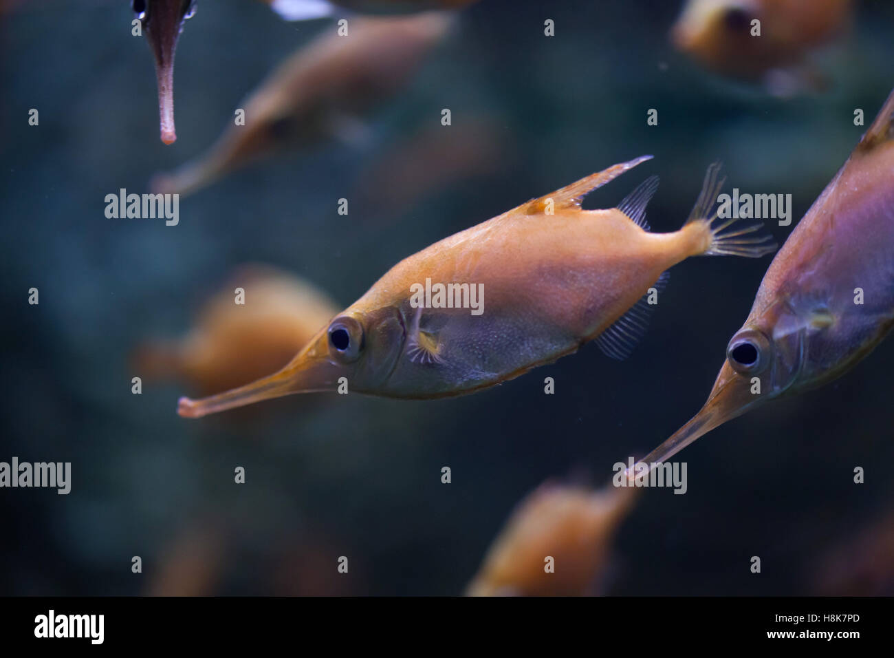 Longspine snipefish (Macroramphosus scolopax), also known as the ...
