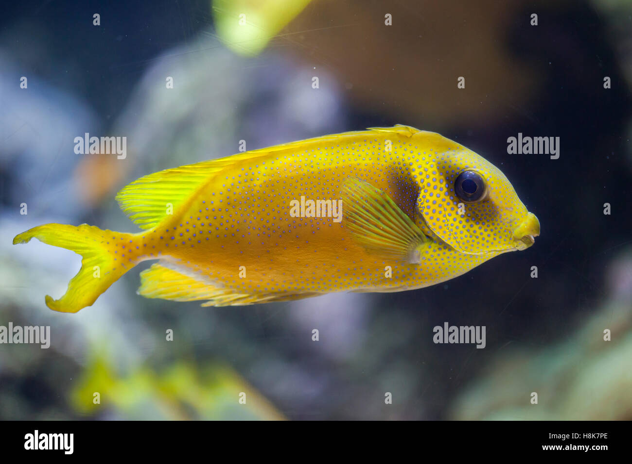 Blue-spotted spinefoot (Siganus corallinus), also known as the coral ...