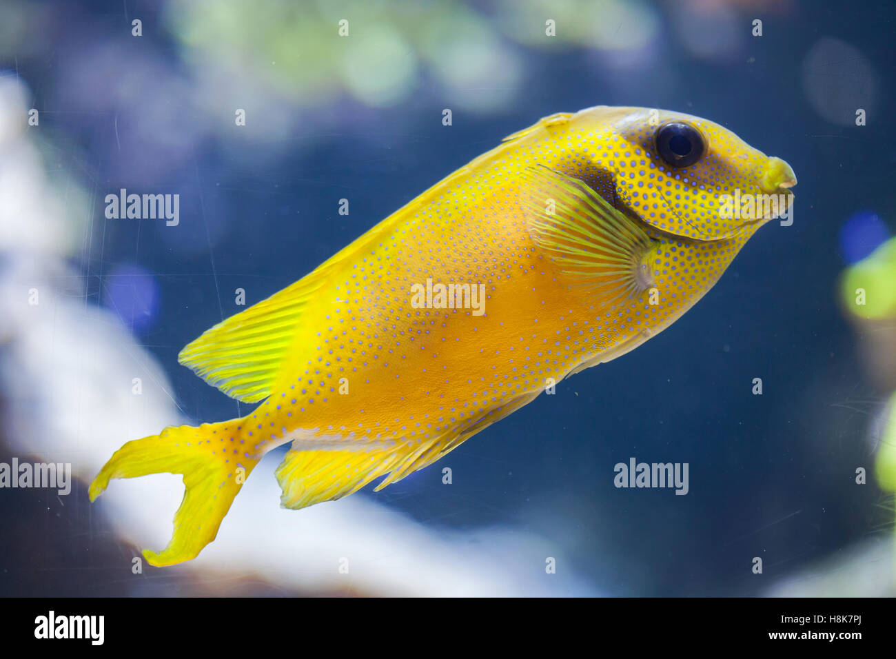 Blue-spotted spinefoot (Siganus corallinus), also known as the coral ...