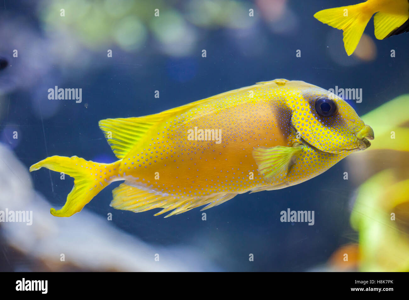 Blue-spotted spinefoot (Siganus corallinus), also known as the coral ...