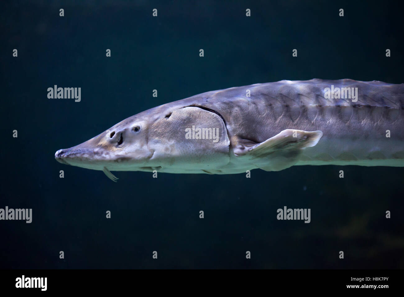 European sea sturgeon (Acipenser sturio), also known as the Atlantic ...