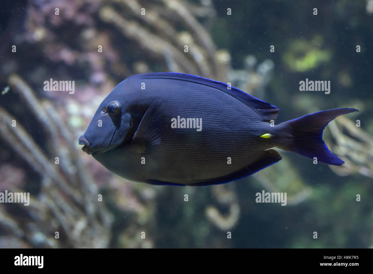Atlantic blue tang (Acanthurus coeruleus), also known as the blue ...