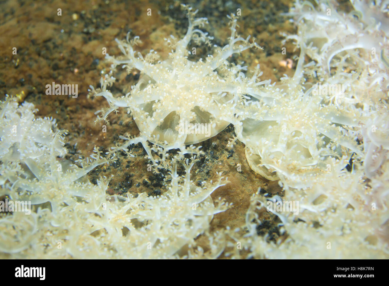 Upside-down jellyfish (Cassiopea andromeda). Sea animal Stock Photo - Alamy