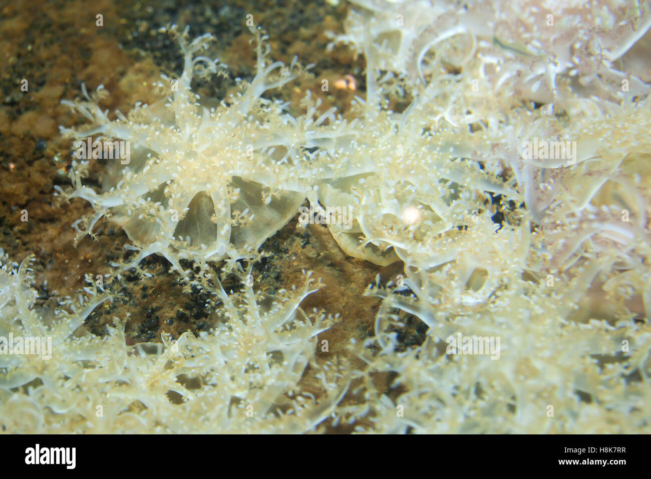 Upside-down jellyfish (Cassiopea andromeda). Sea animal Stock Photo - Alamy