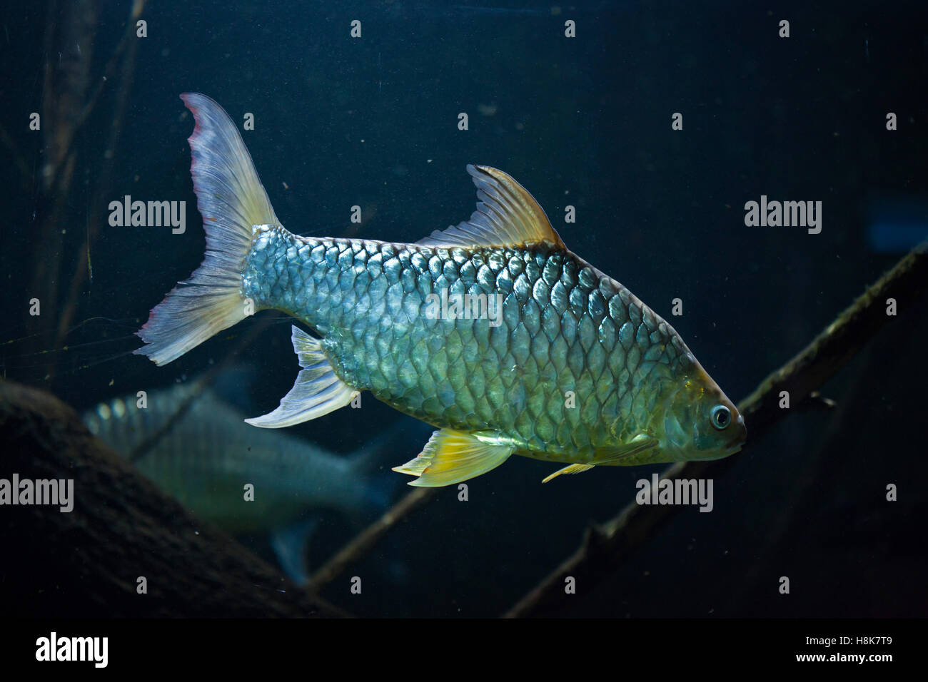 Java barb (Barbonymus gonionotus), also known as the silver barb Stock ...