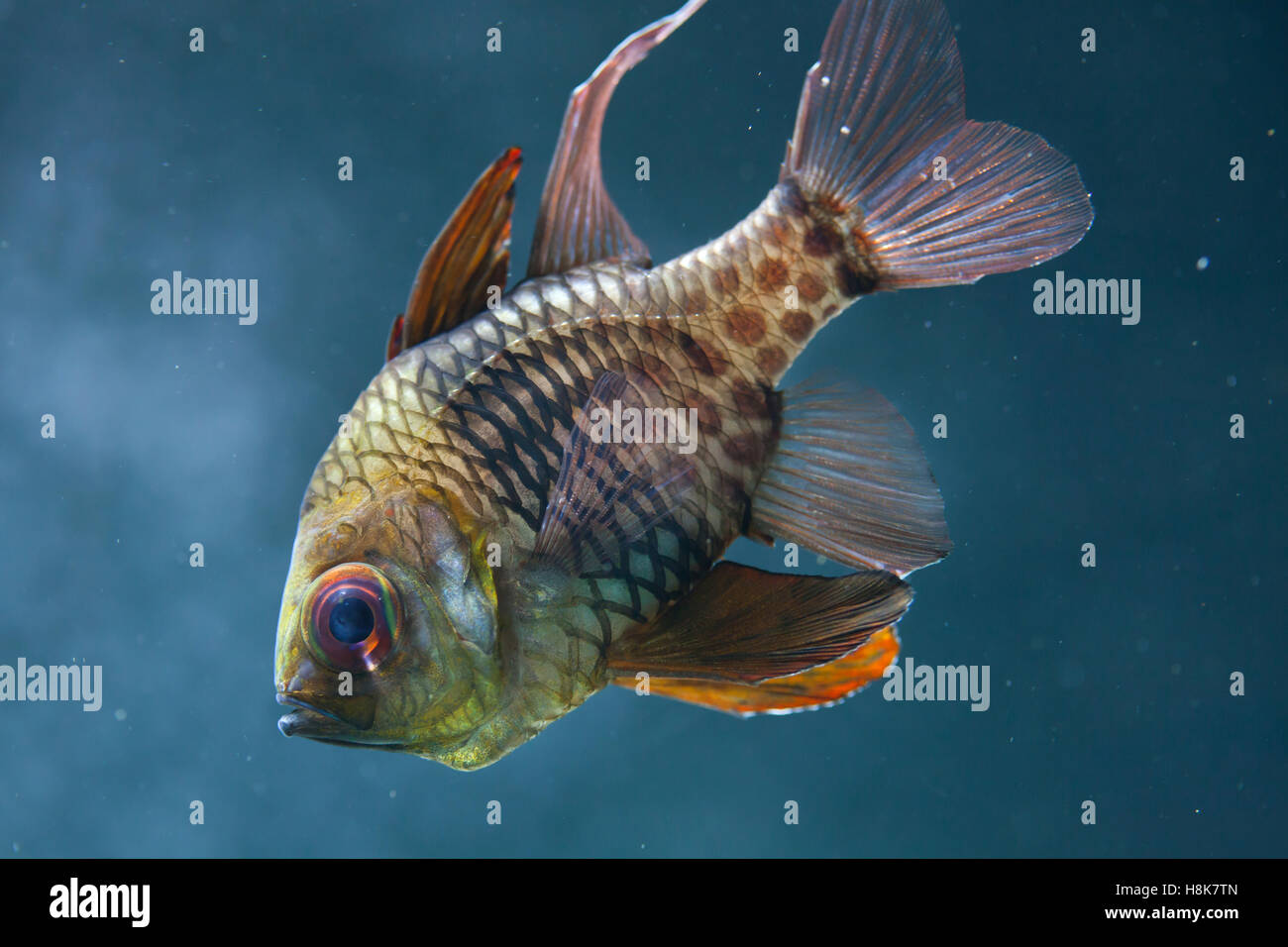 Pajama cardinalfish (Sphaeramia nematoptera), also known as the spotted ...