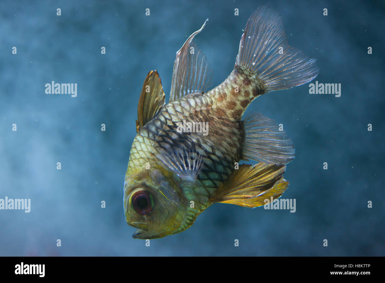 Pajama cardinalfish (Sphaeramia nematoptera), also known as the spotted ...