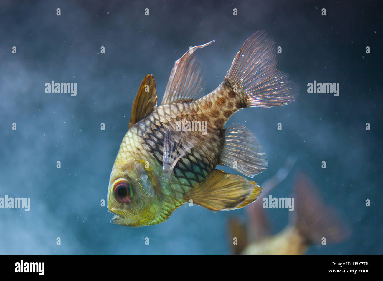 Pajama cardinalfish (Sphaeramia nematoptera), also known as the spotted ...