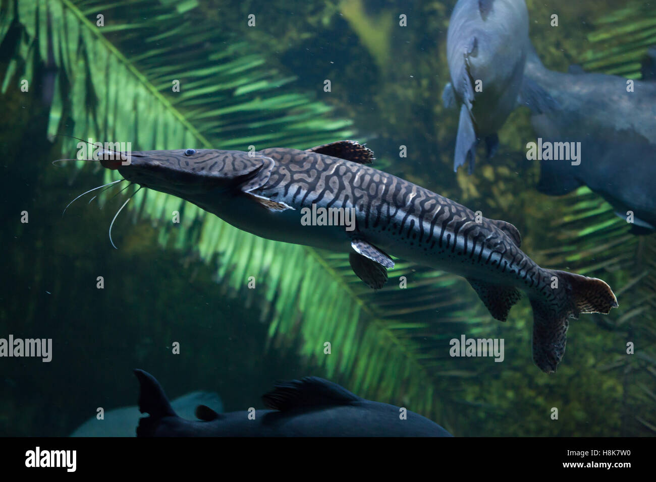 Tiger sorubim (Pseudoplatystoma tigrinum), also known as the tiger ...