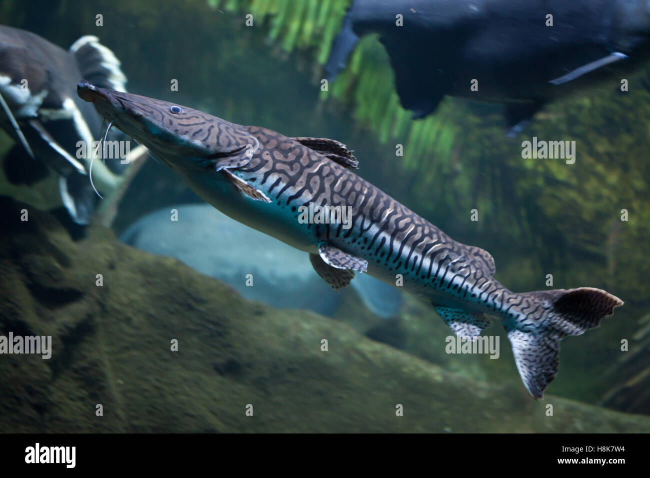 Tiger sorubim (Pseudoplatystoma tigrinum), also known as the tiger ...