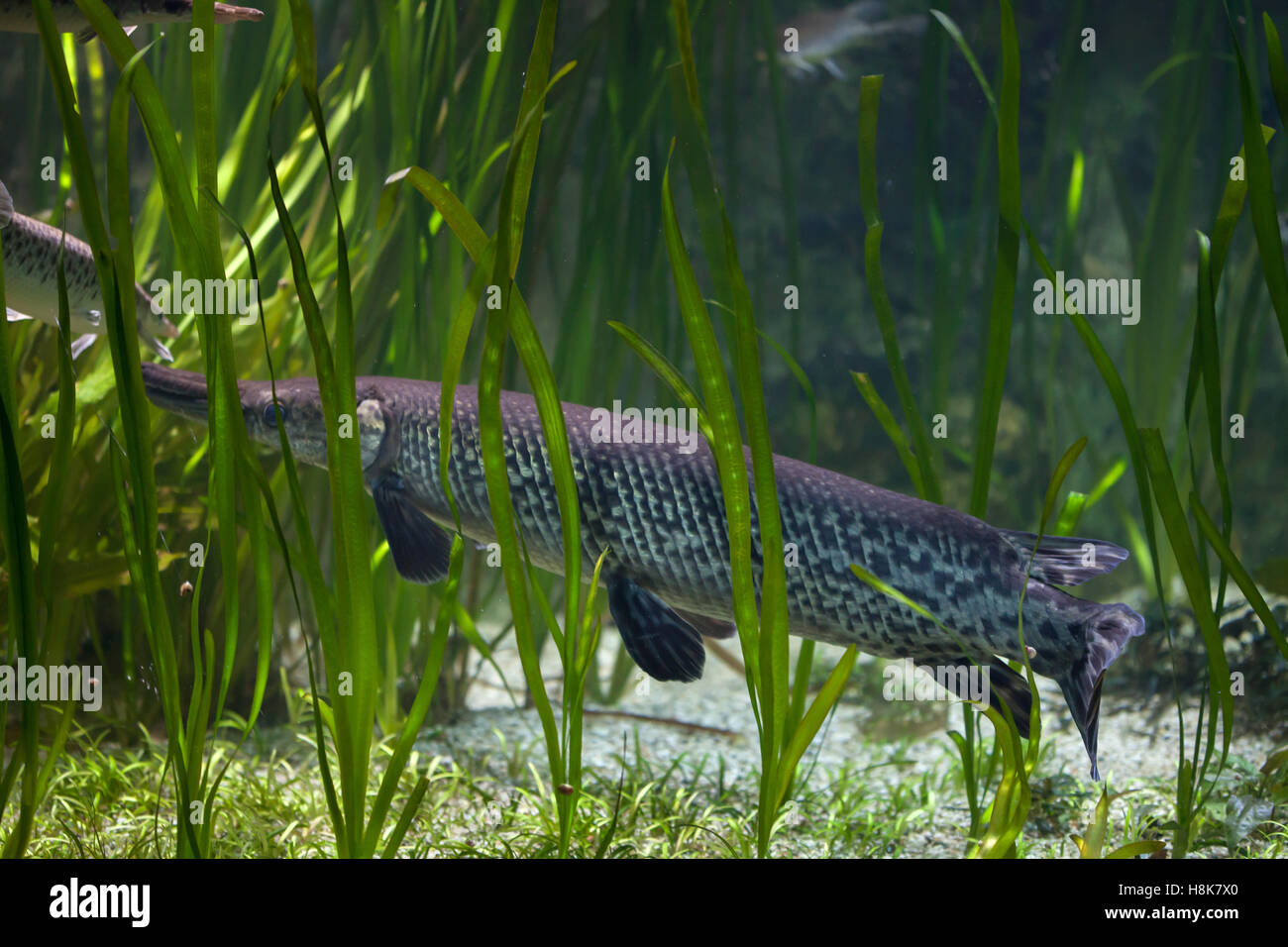 Shortnose gar (Lepisosteus platostomus), also known as the caiman gar ...