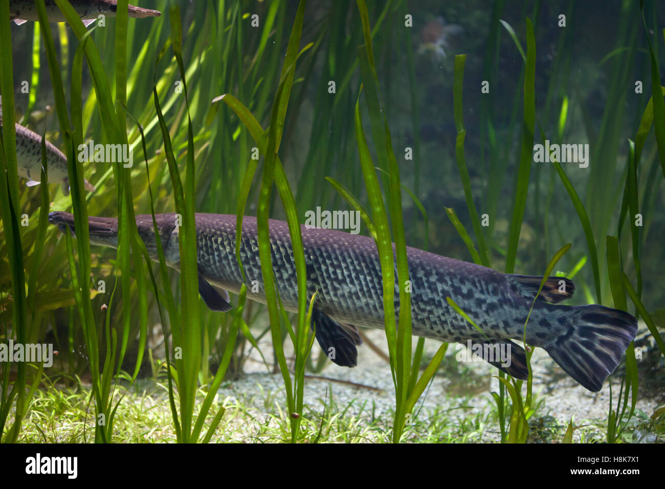 Shortnose gar hi-res stock photography and images - Alamy
