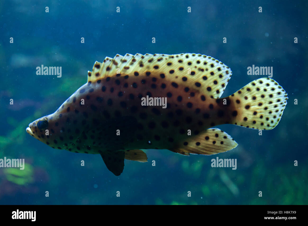 Humpback grouper (Cromileptes altivelis), also known as the panther ...