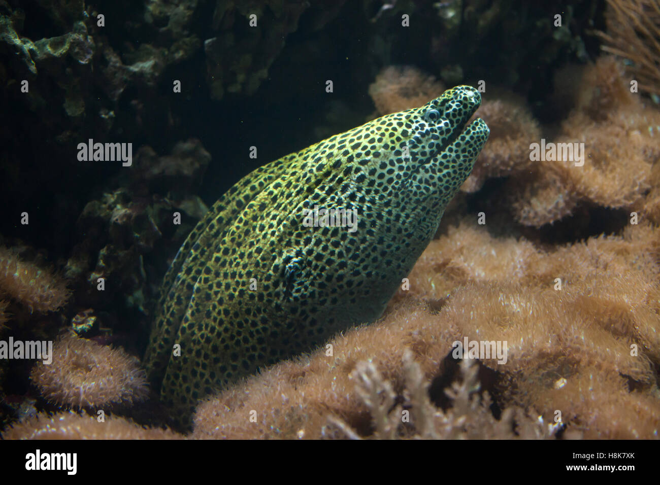 Laced moray (Gymnothorax favagineus), also known as the leopard moray ...