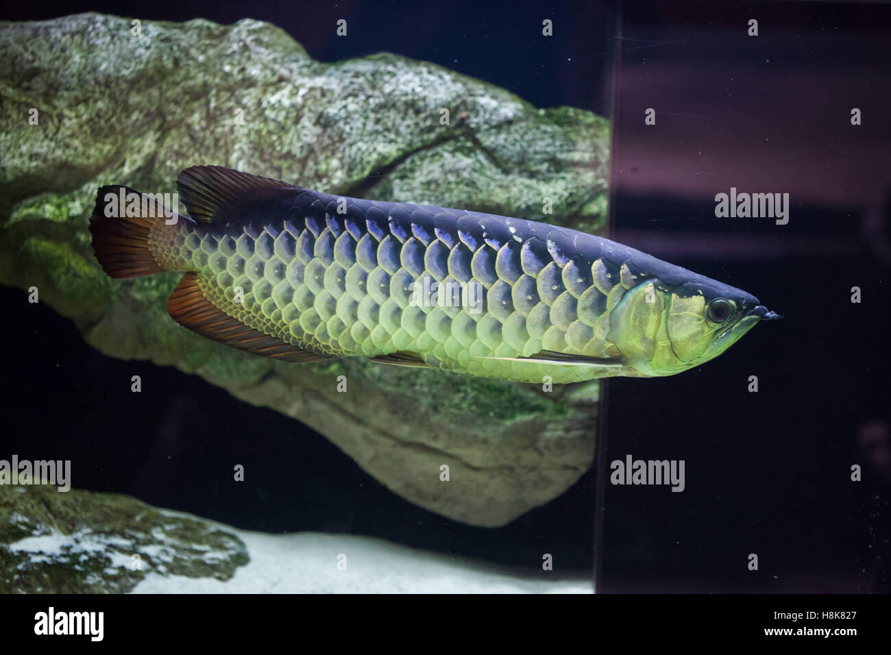 Green Arowana