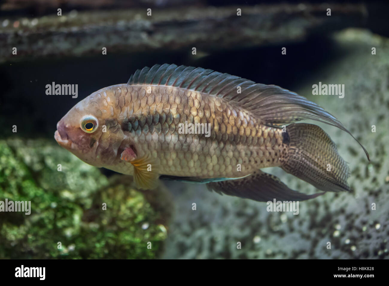 Orinoco cichlasoma (Cichlasoma orinocense). Freshwater fish Stock Photo ...