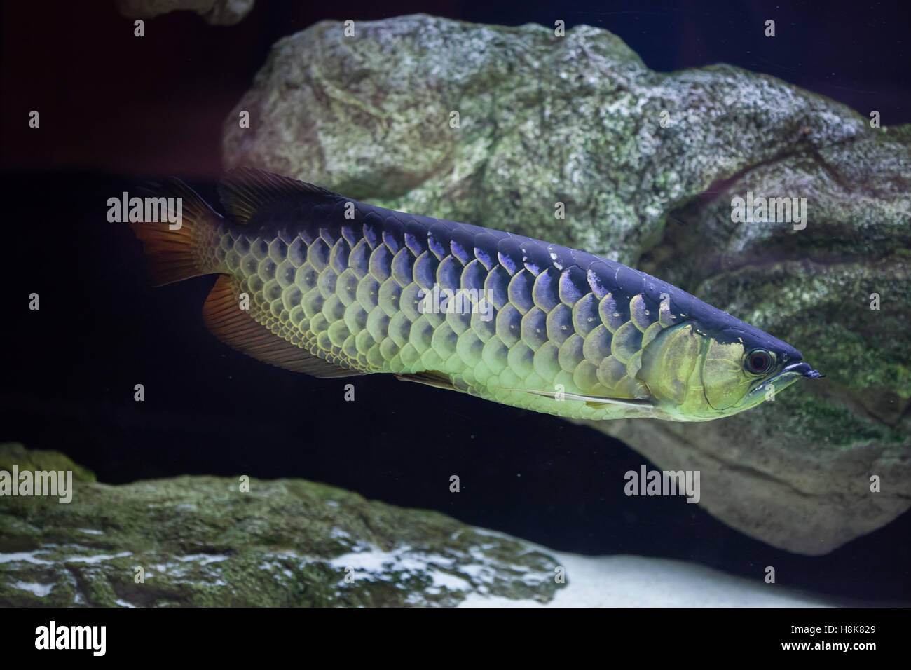 Asian arowana (Scleropages formosus). Freshwater fish Stock Photo - Alamy
