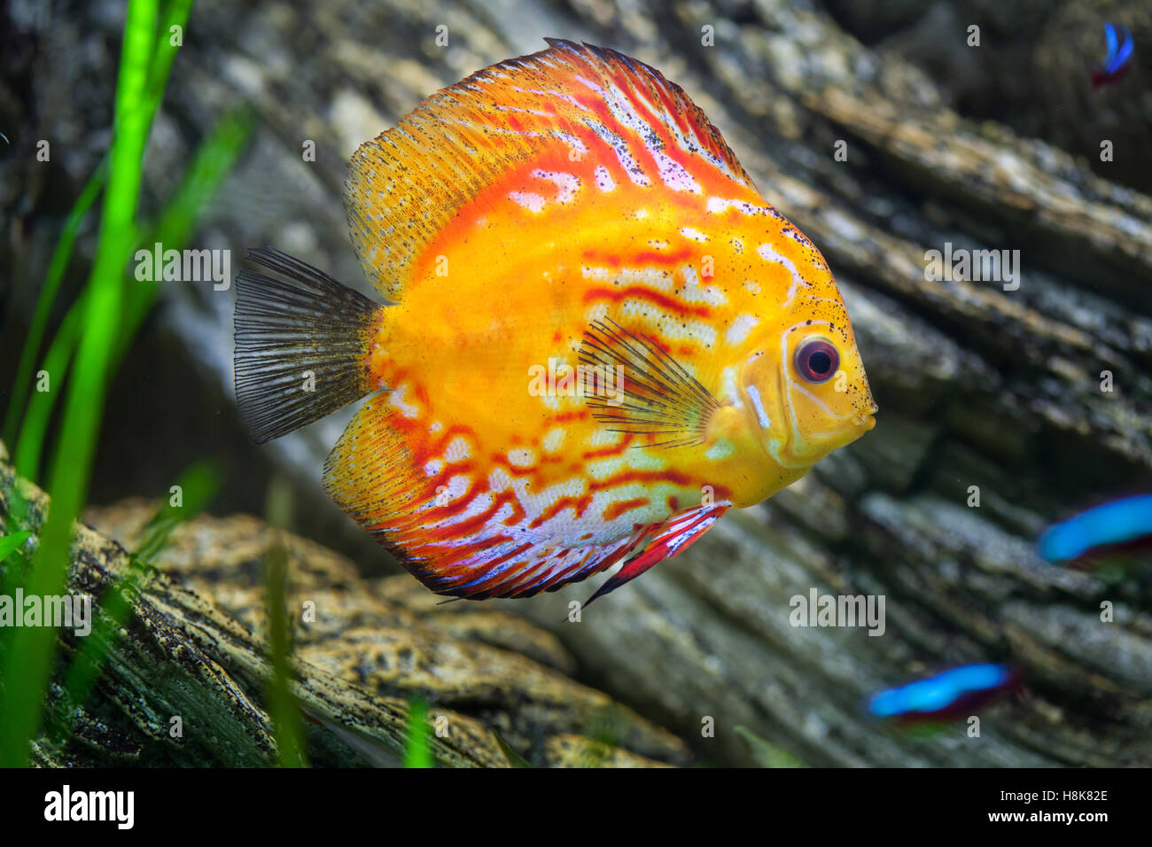 Red discus (Symphysodon discus), also known as the Heckel discus Stock ...