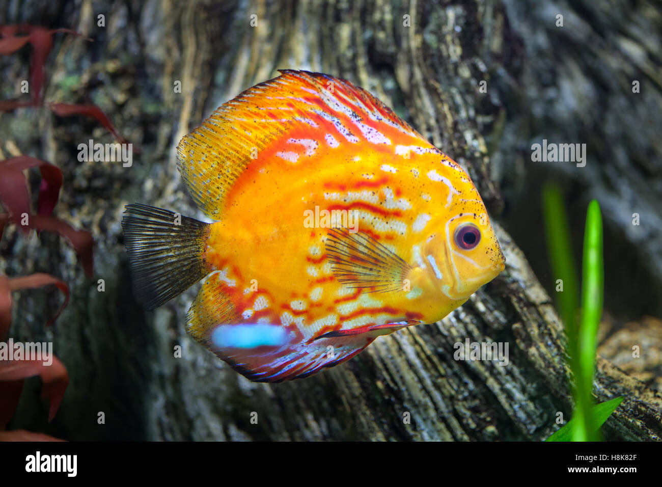 Red discus (Symphysodon discus), also known as the Heckel discus Stock ...