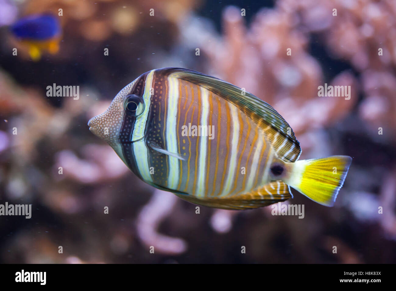 Sailfin tang (Zebrasoma veliferum). Marine fish Stock Photo - Alamy