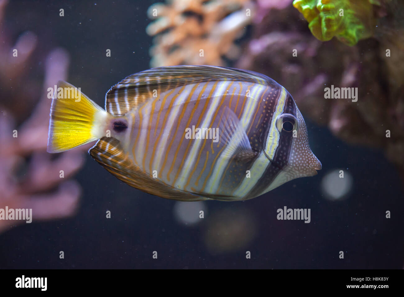 Sailfin tang (Zebrasoma veliferum). Marine fish Stock Photo - Alamy
