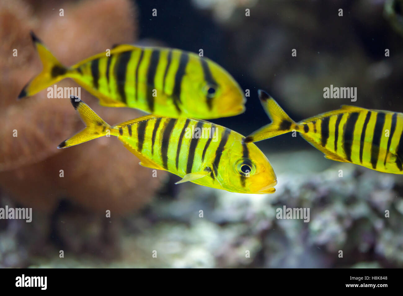 Golden trevally (Gnathanodon speciosus). Marine fish Stock Photo - Alamy