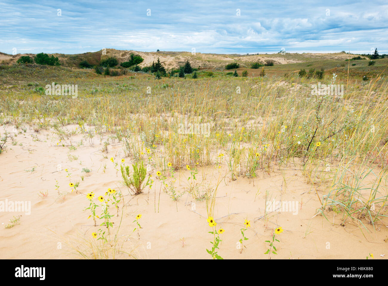 The Spirit Sands in Spruce Woods Provincial Park, Manitoba, Canada ...