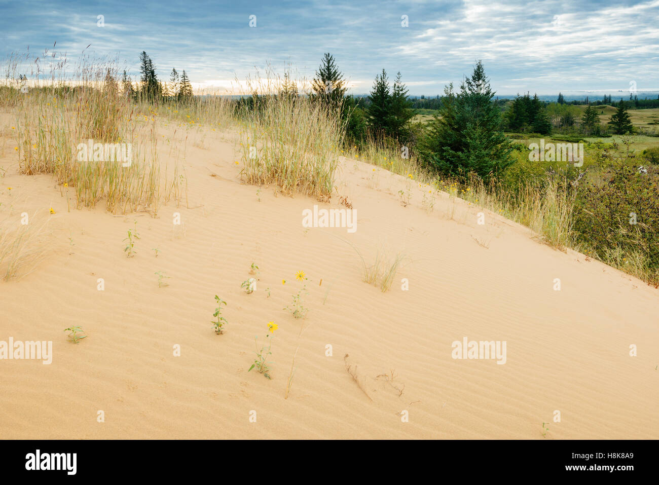The Spirit Sands in Spruce Woods Provincial Park, Manitoba, Canada ...