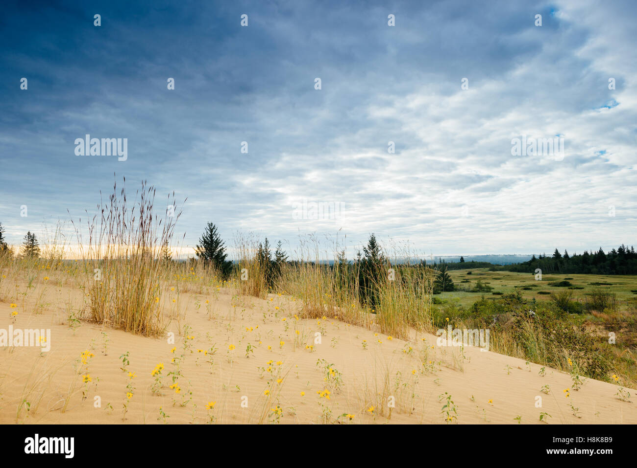 The Spirit Sands in Spruce Woods Provincial Park, Manitoba, Canada ...