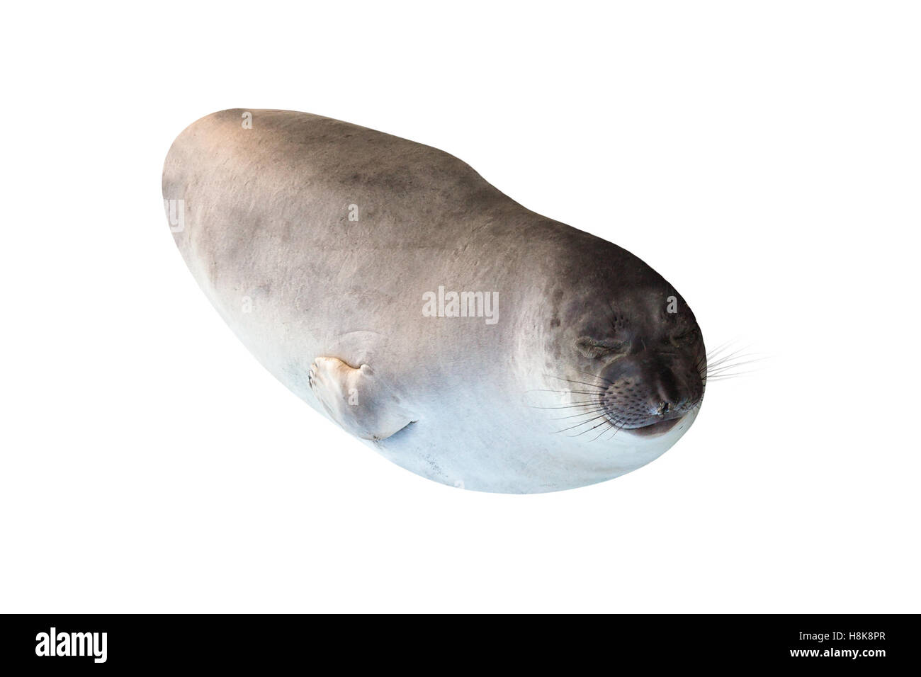 Northern small Cut Out Stock Images & Pictures - Alamy