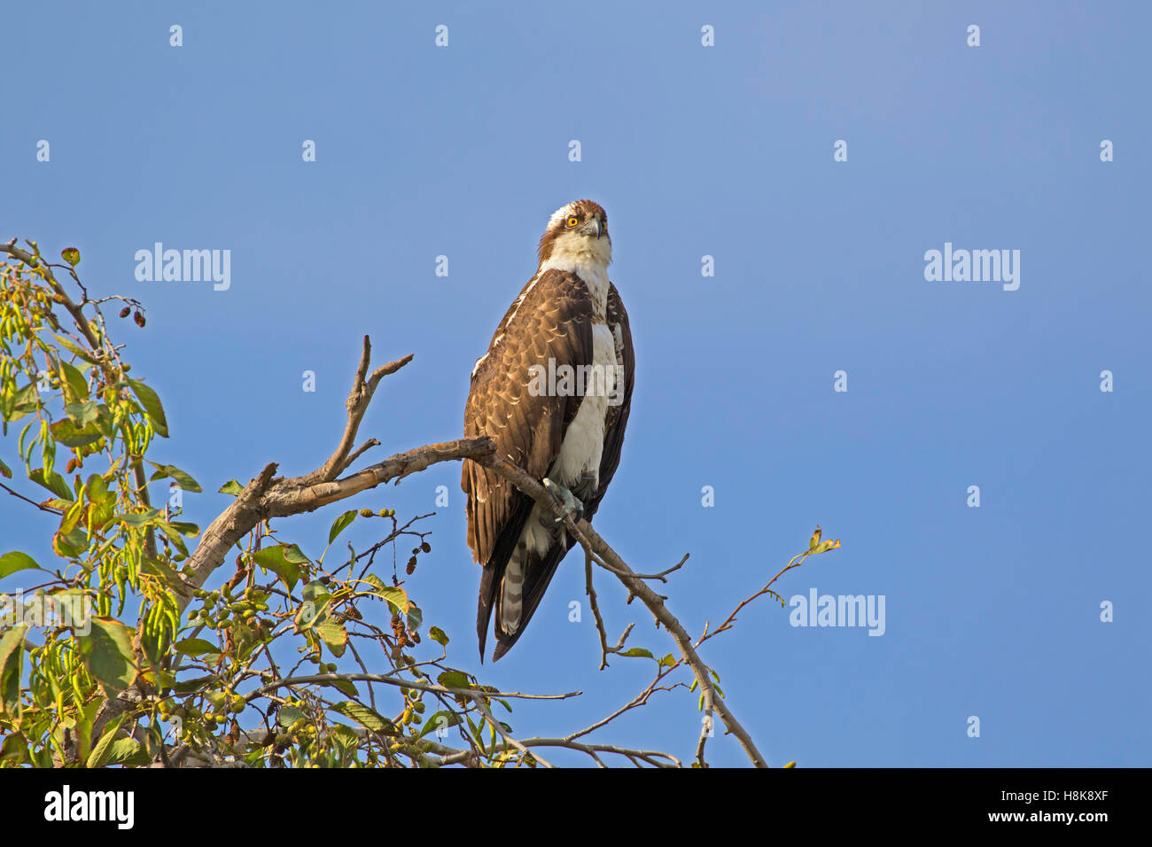 Bird large osprey bird of prey on tree-top perch Stock Photo - Alamy