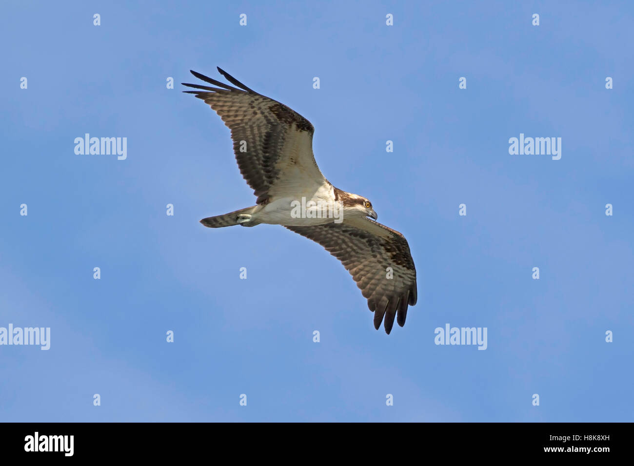 Bird large osprey bird of prey flying Stock Photo - Alamy