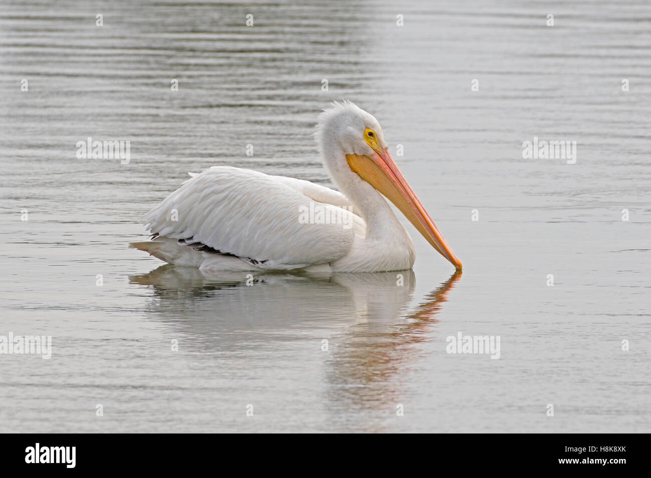 Bird large white pelican floating down the Los Angeles River Stock ...