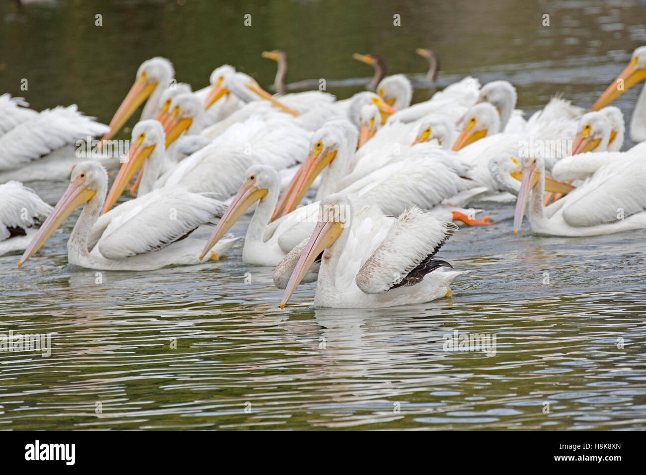 Birds white pelican group floating down Los Angeles River Stock Photo ...