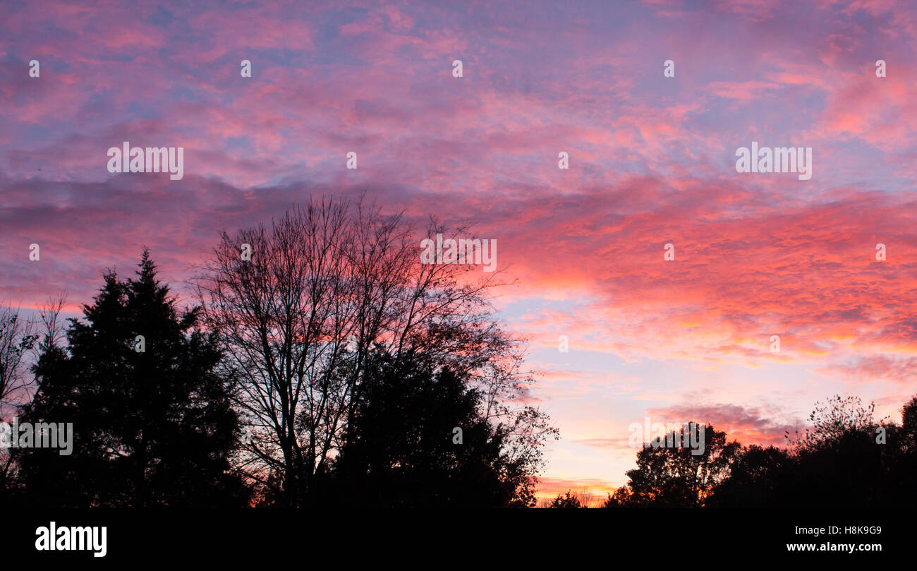 Tree Silhouette at Sunset Stock Photo - Alamy