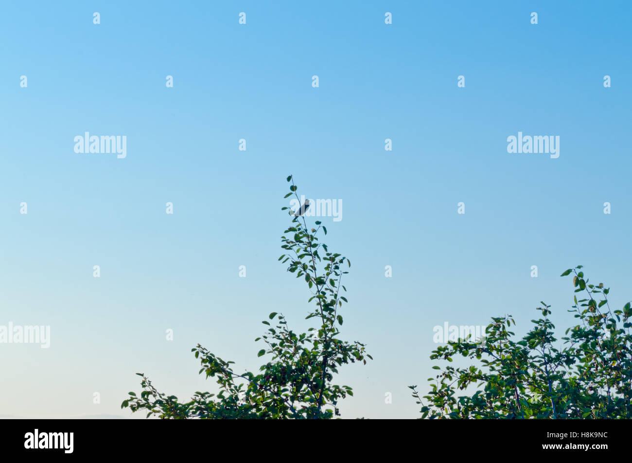 Night sky and tree at sunset Stock Photo - Alamy