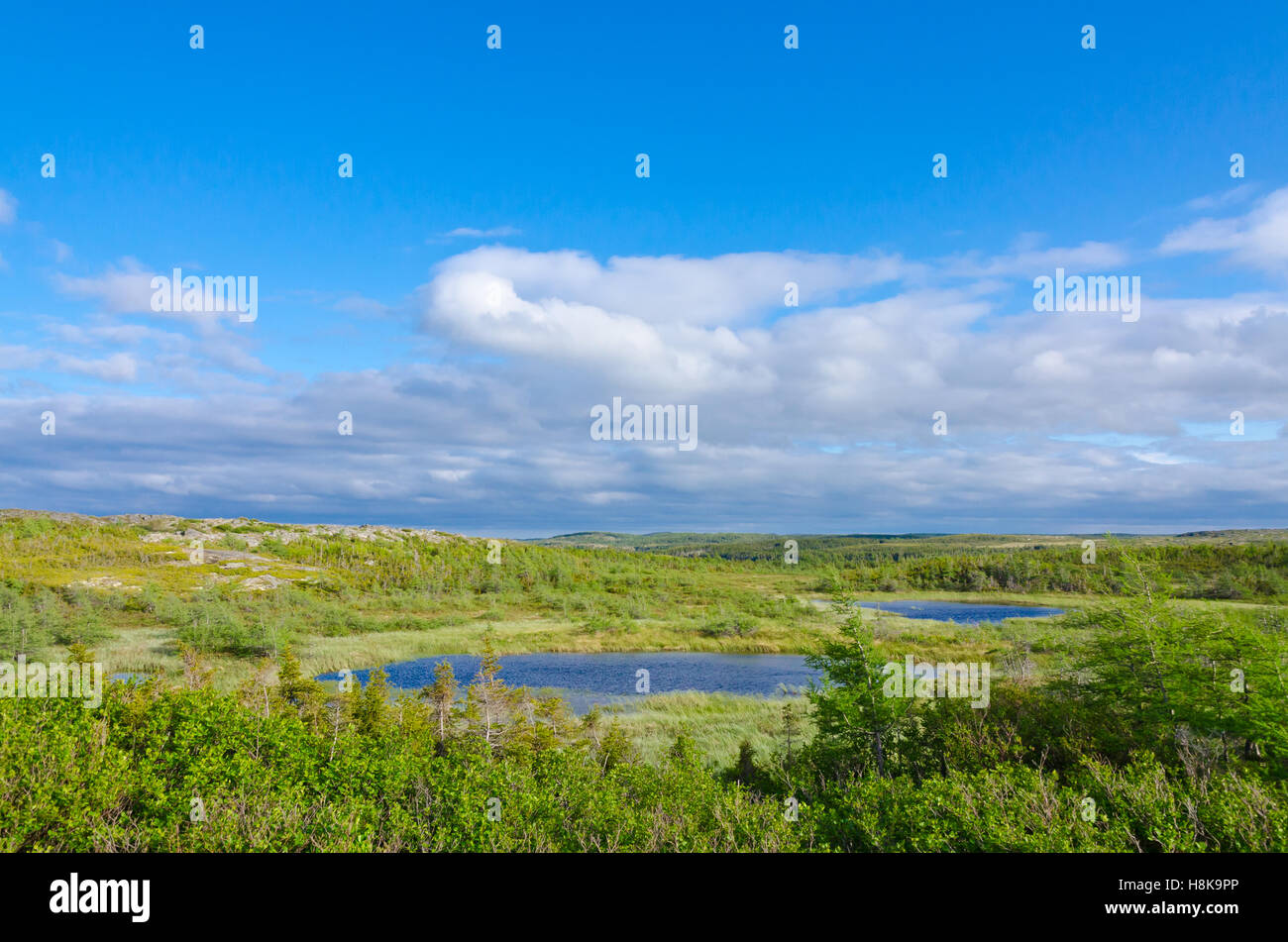 Lakes. trees and rocks under blue sky in north Newfoundland Stock Photo ...