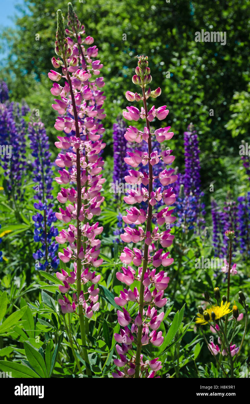 Purple and pink lupins wild flowers in Newfoundland in backlit Stock ...