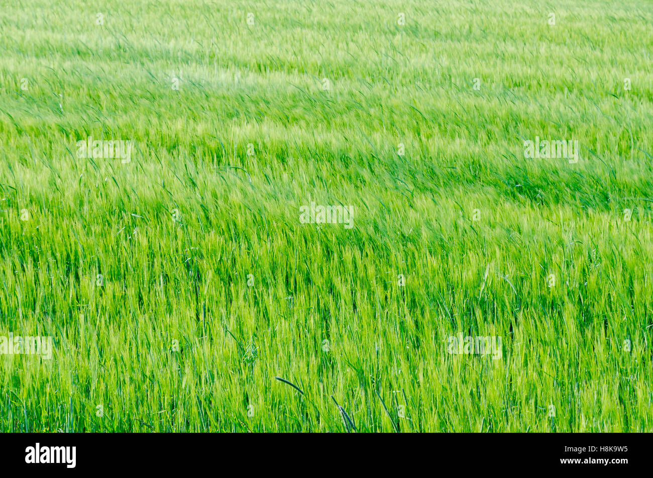 Brown grass fields hi-res stock photography and images - Alamy