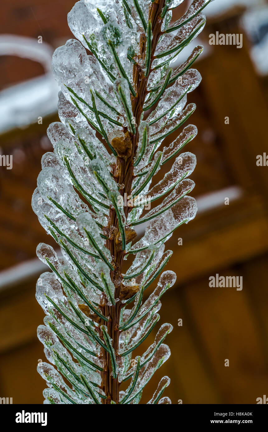 Twigs of tree encased in ice after a freezing rain storm Stock Photo ...