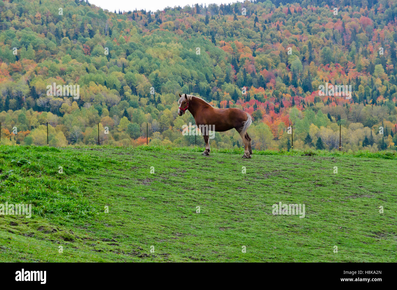 Horse trees hi-res stock photography and images - Alamy