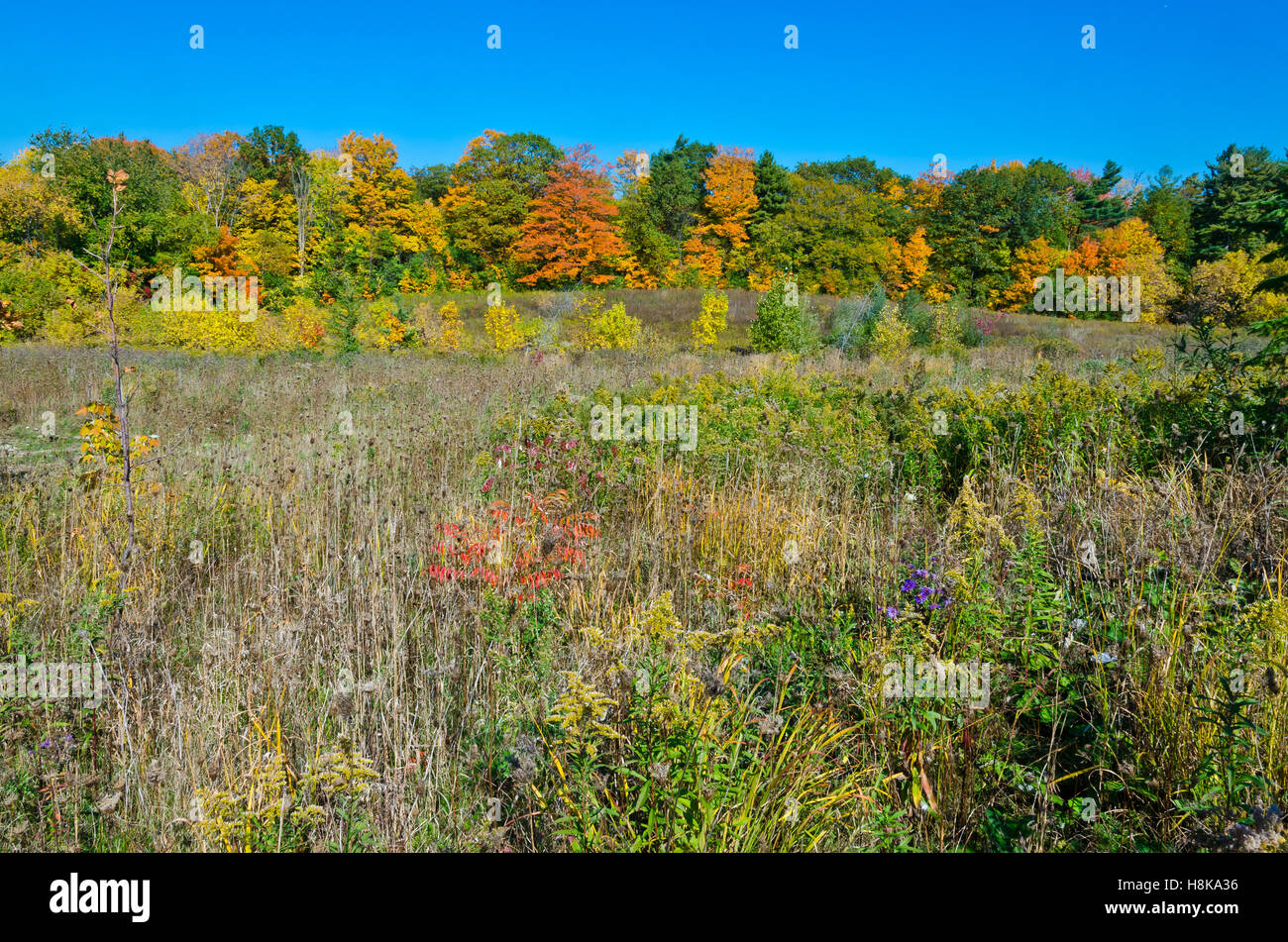 Fall's colorful trees in park. Ontario, Canada Stock Photo - Alamy