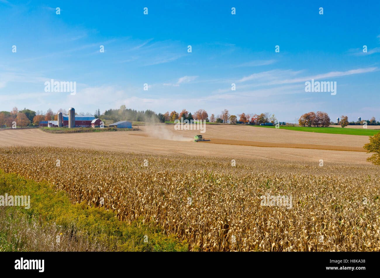 Canada ontario corn hi-res stock photography and images - Alamy
