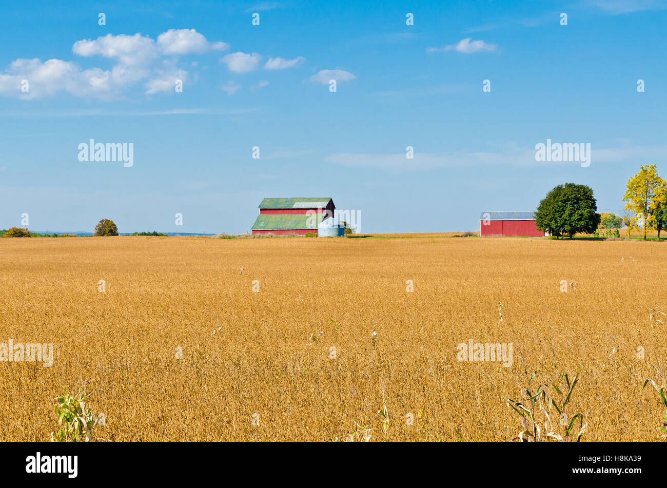 Field of corn being harvested on an autumn day Stock Photo - Alamy
